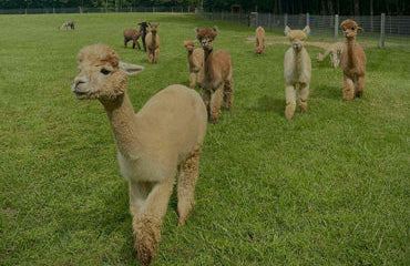 Teaberry Alpaca Farms